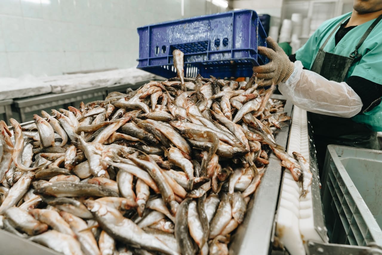 Quels sont les bienfaits de la sardine sur votre santé ? - Délicieuse ...